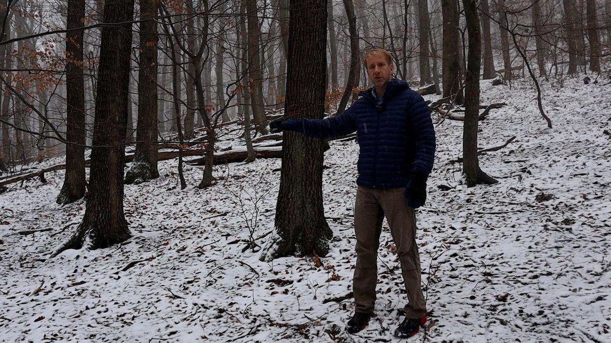 A walk in the Wiener Wald with William (Bill) Keeton